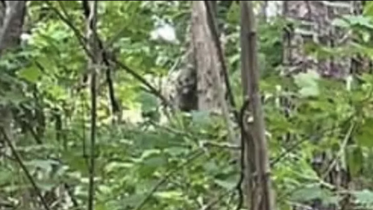 Smiling Sasquatch… – Sasysquatchgirl
