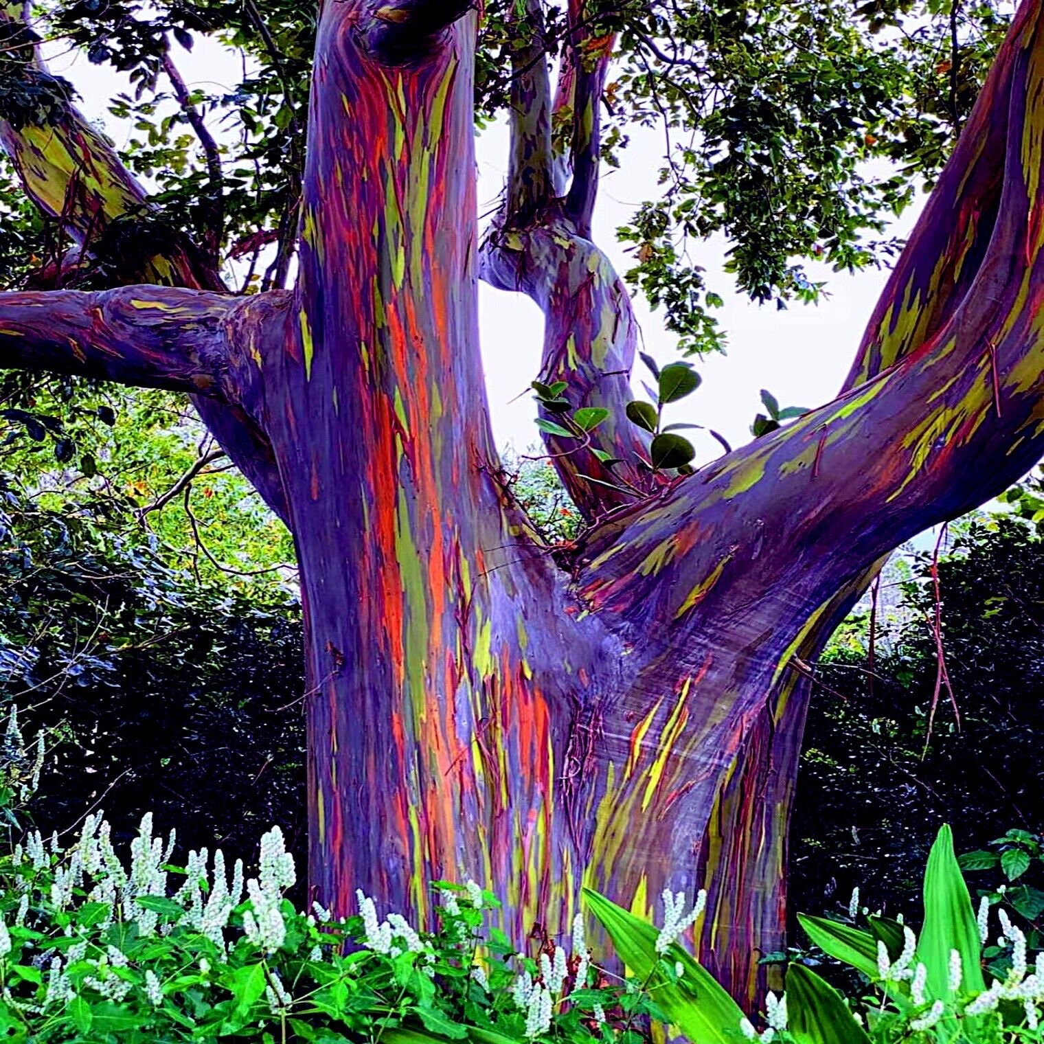 Odd Things you Find in Nature…The Rainbow Eucalyptus – Sasysquatchgirl